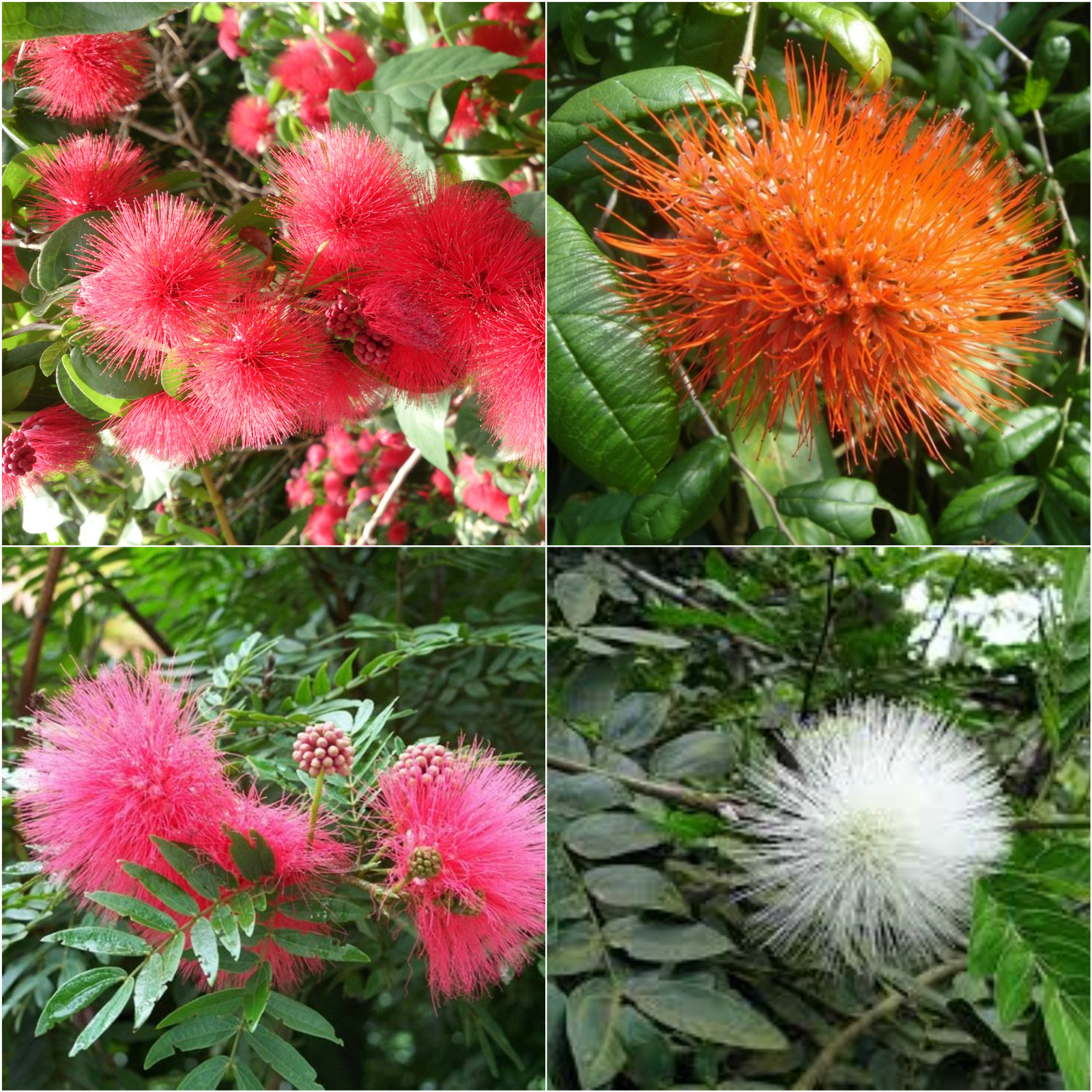 Excuisite Pom Pom Plant Seeds Calliandra Haematocephala Powder Puff ...
