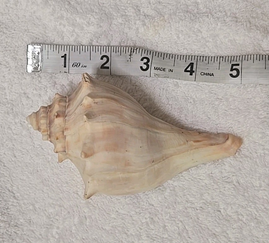 Beautiful Knobbed WHELK Seashell Shell 5” White Gray Tan Ocean Decor ...
