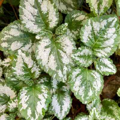 lamium galeobdolon variegatum. Golden dead nettle. attractive ground ...