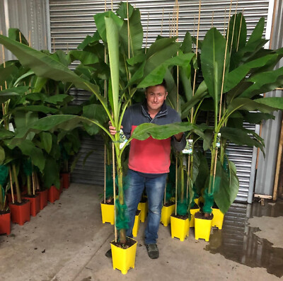 Large Musa Basjoo Hardy Banana Tree 5FT Tall in a 7.5L Pot By Direct ...