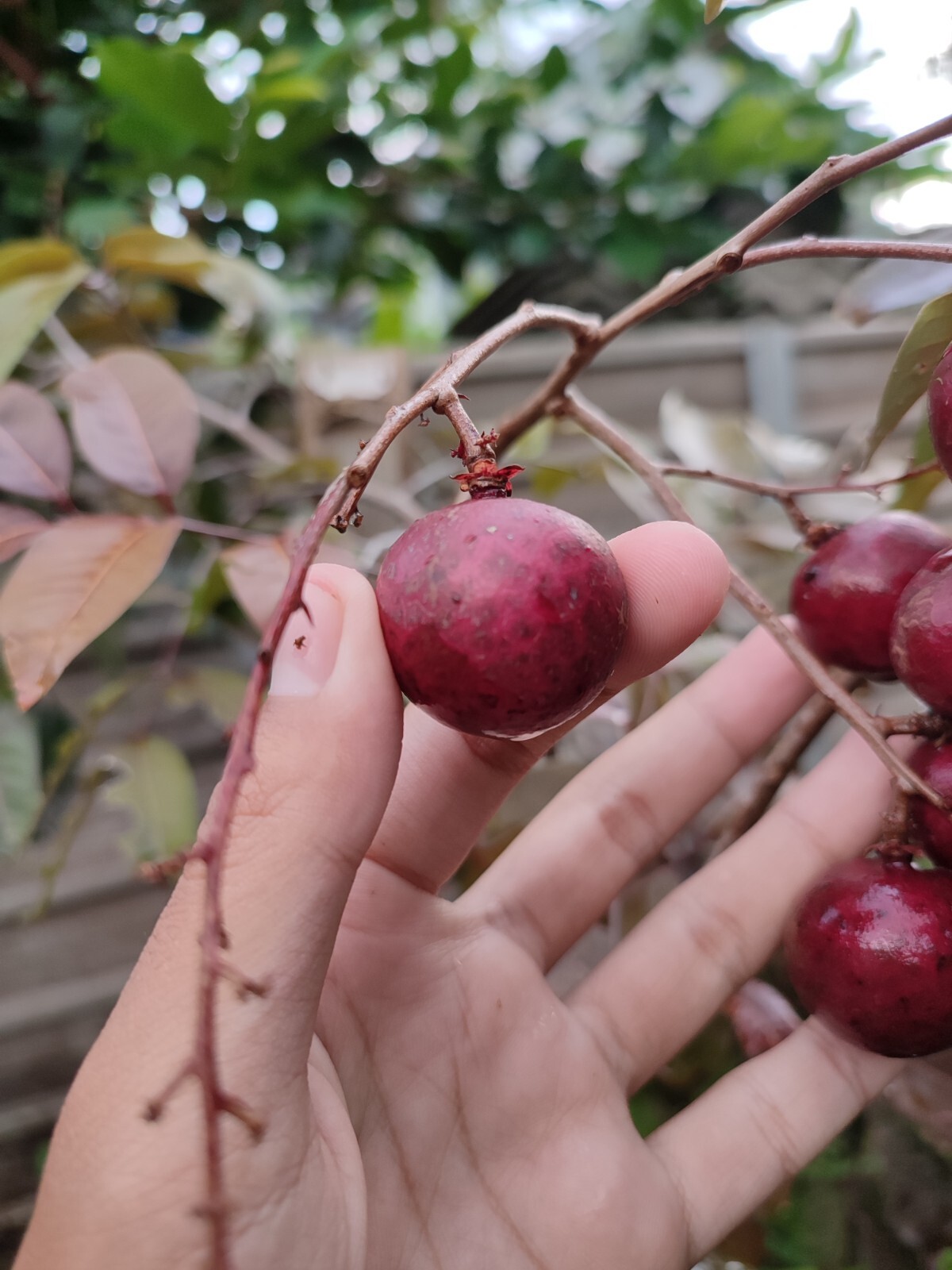 Red Longan Seedss (Dimocarpus longan) var. Red Ruby 35+ seedss | eBay