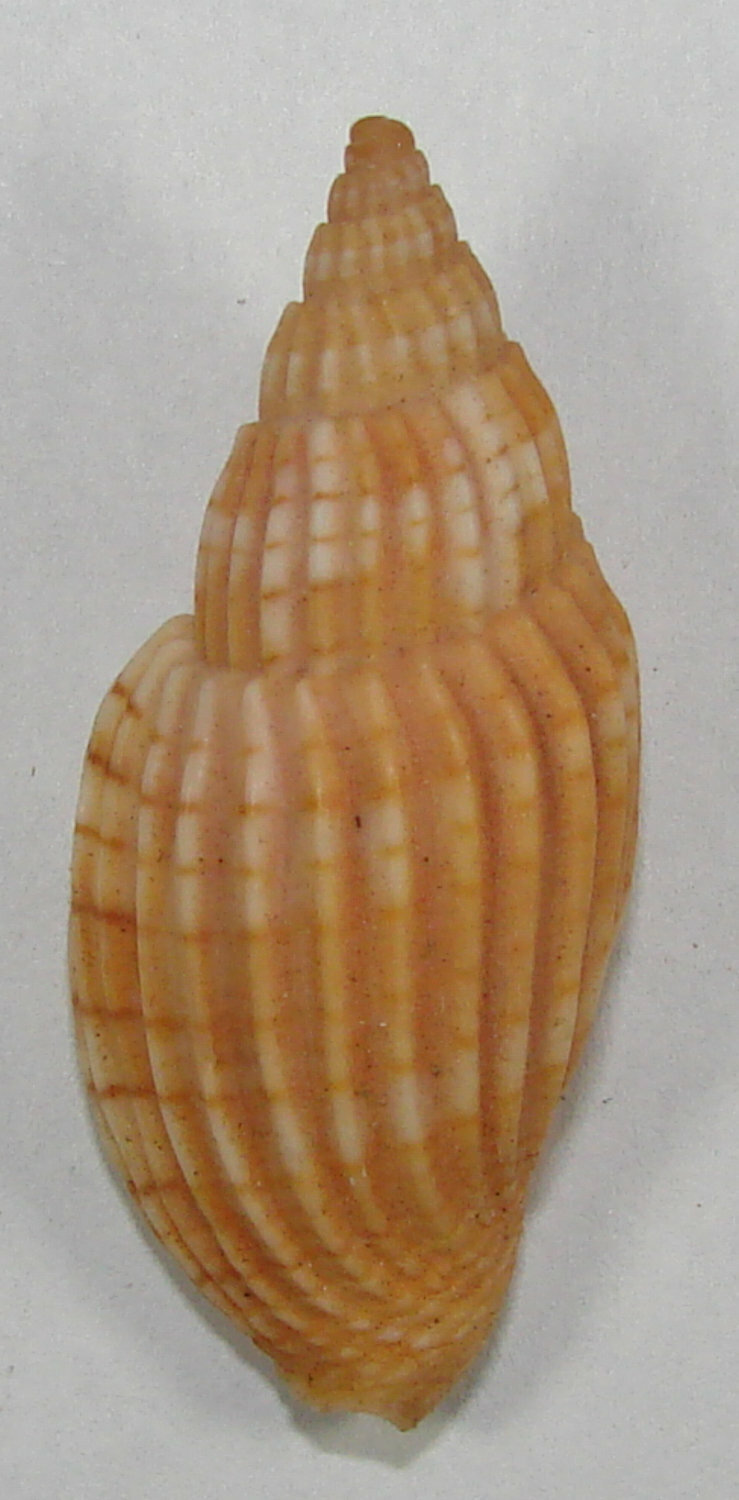 VOLUTA DELESSERTIANA 46.02mm SUPER CHOICE SPECIMEN Nosy Be, N.W ...