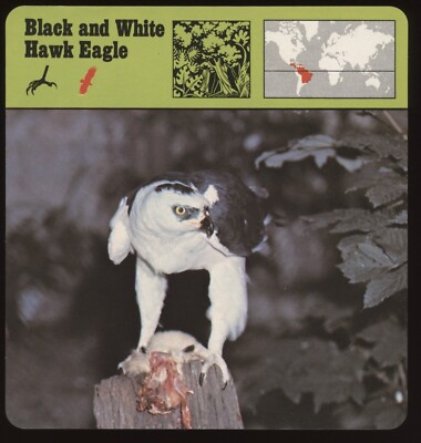 Black and White Hawk Eagle Safari Cards Rencontre Birds | eBay