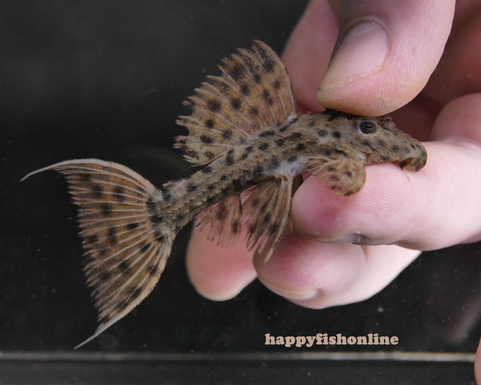 CUTE BABY L096 SPOTTED SPINY CACTUS PLECO! WICKED LITTLE LIVE FISH! WC ...