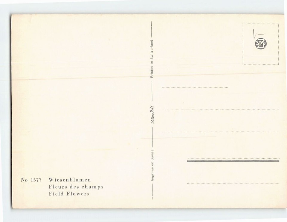Postcard Field Flowers | eBay