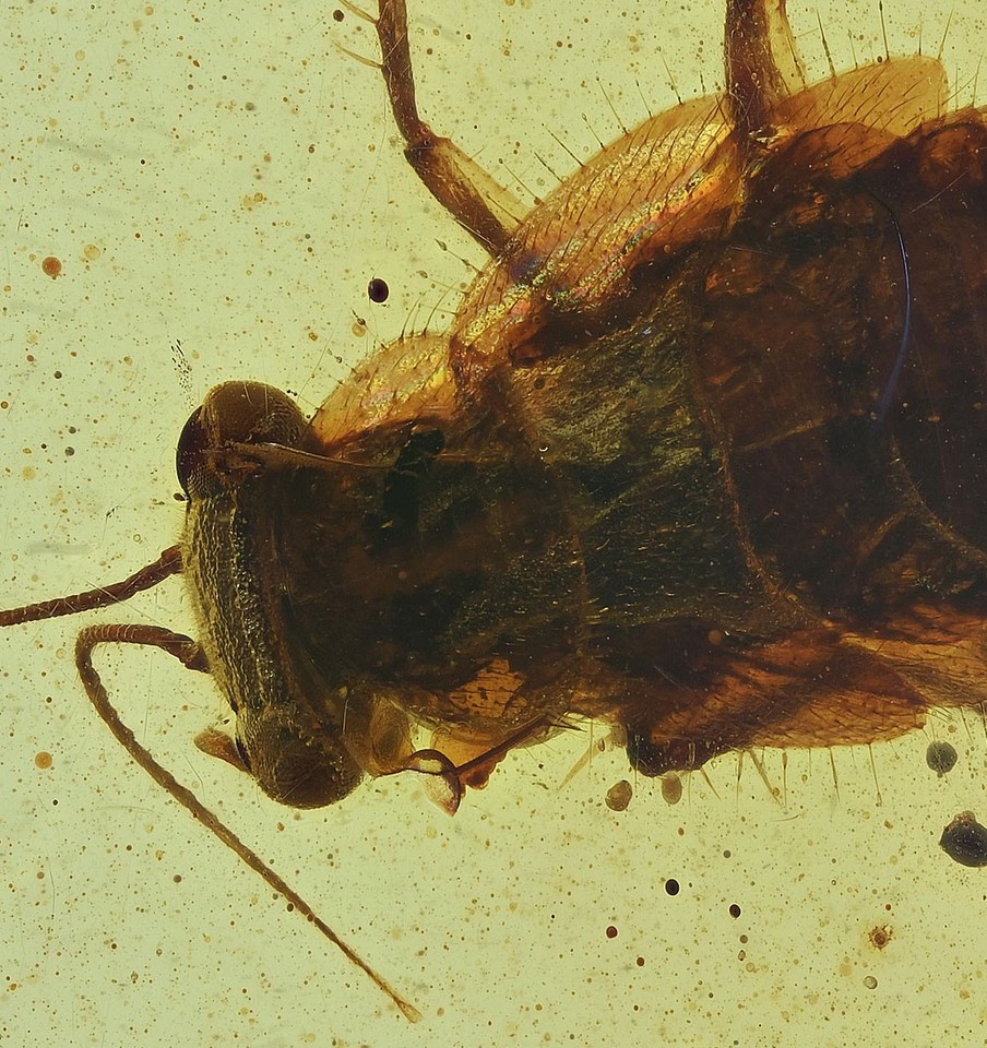 Blattodea (Cockroach), + Beetle Fossil Insect Inclusion in Burmese ...