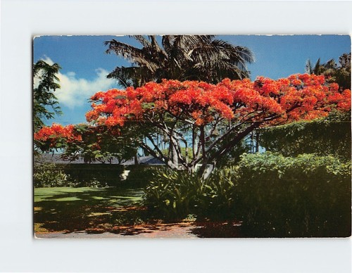 Postcard Flame Trees in Hawaii USA | eBay