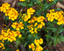 Mexican Tarragon Seeds, NON-GMO, Texas Tarragon, Mexican Mint Marigold ...