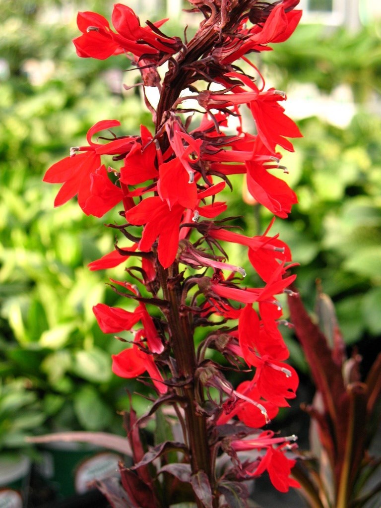 Lobelia fulgens Queen Victoria PURPLE LEAF CARDINAL FLOWER Seeds! | eBay
