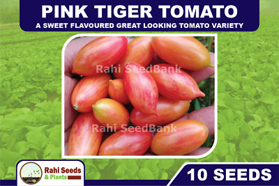 Pink Tiger Tomato a Sweet Flavoured Great Looking Tomato Variety - 10 ...