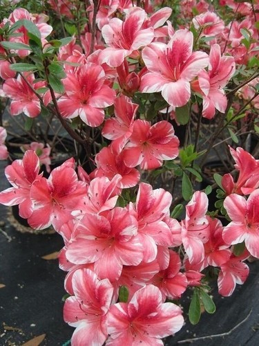 Azalea Dogwood Red White Bicolor Azalea Live Plant - Ship No Pot | eBay