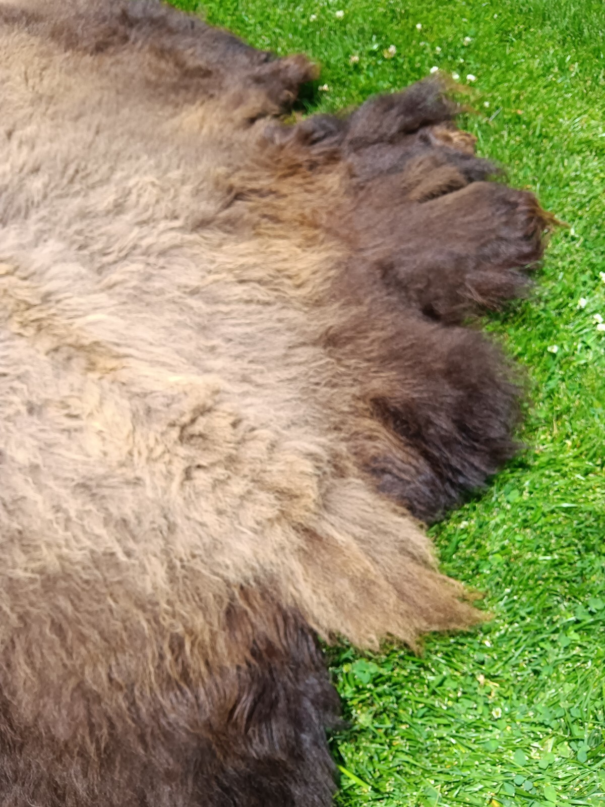 American Buffalo Tanned Hide w/Tail* LARGE | eBay