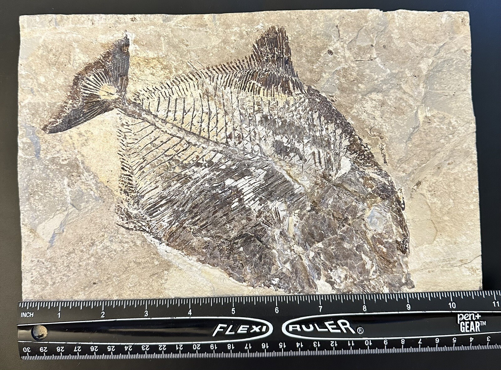 Lebanon Fish Fossil, Pycnodonte From Haqil, Upper Cretaceous, 100 ...