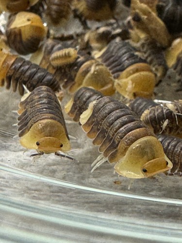 12+ Cubaris Rubber Ducky Isopods~Bioactive CUC~Rare Isopod~LAG | eBay