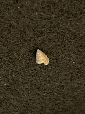 Calliotropis tiara Watson 4 mm | eBay