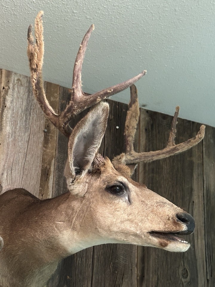 Mule Deer Velvet Shoulder Mount Taxidermy | eBay