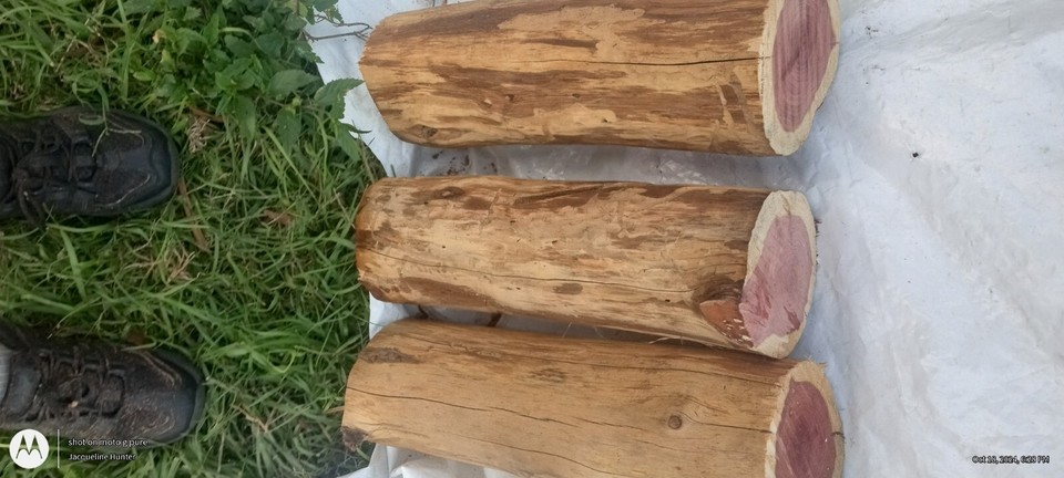 Eastern Red Cedar Logs , Perfect for Wood Carving Or Turning Craft Wood ...