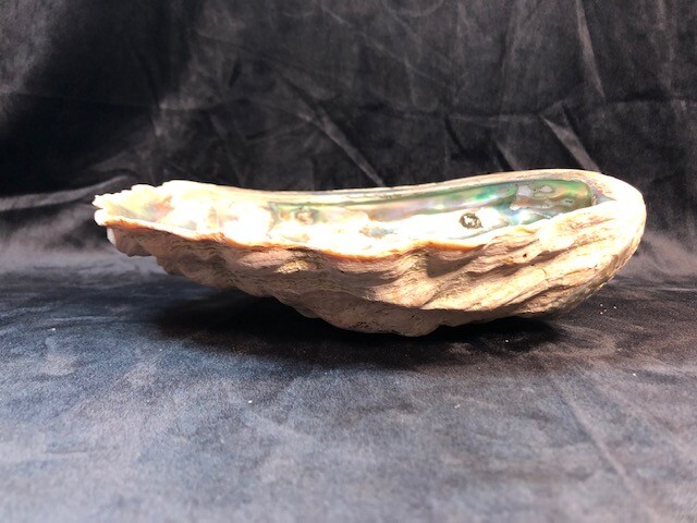 Natural Abalone Shell 8.5" x 6.5" Iridescent Crafting Smudging Beach ...
