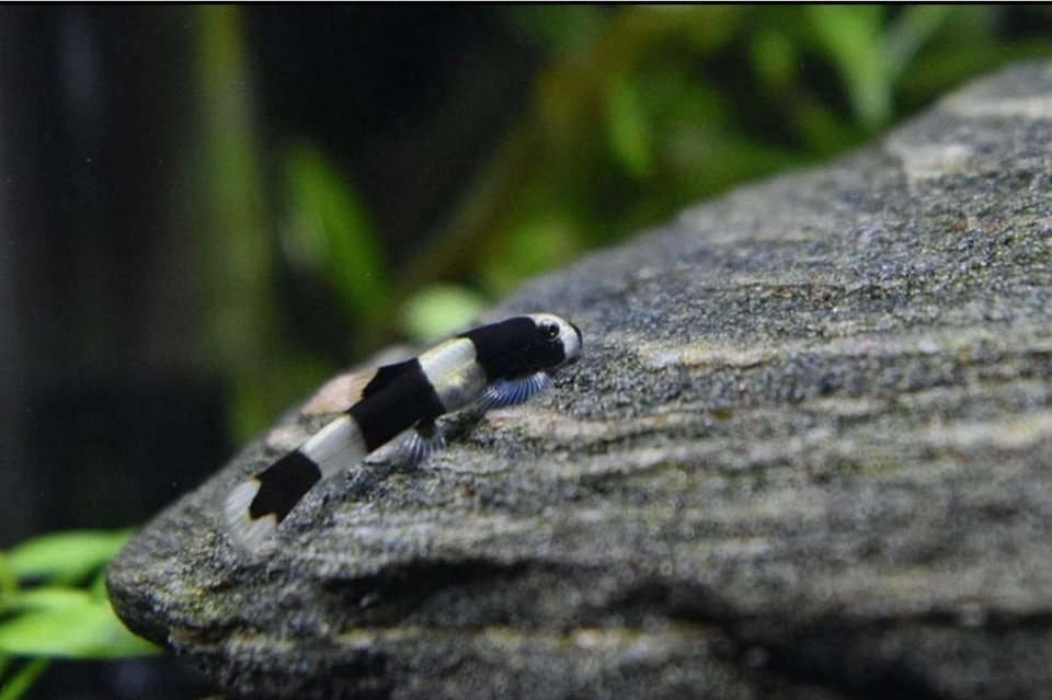 🐼 Live Panda Loach – Rare Exotic Freshwater Bottom Dweller Fish ...