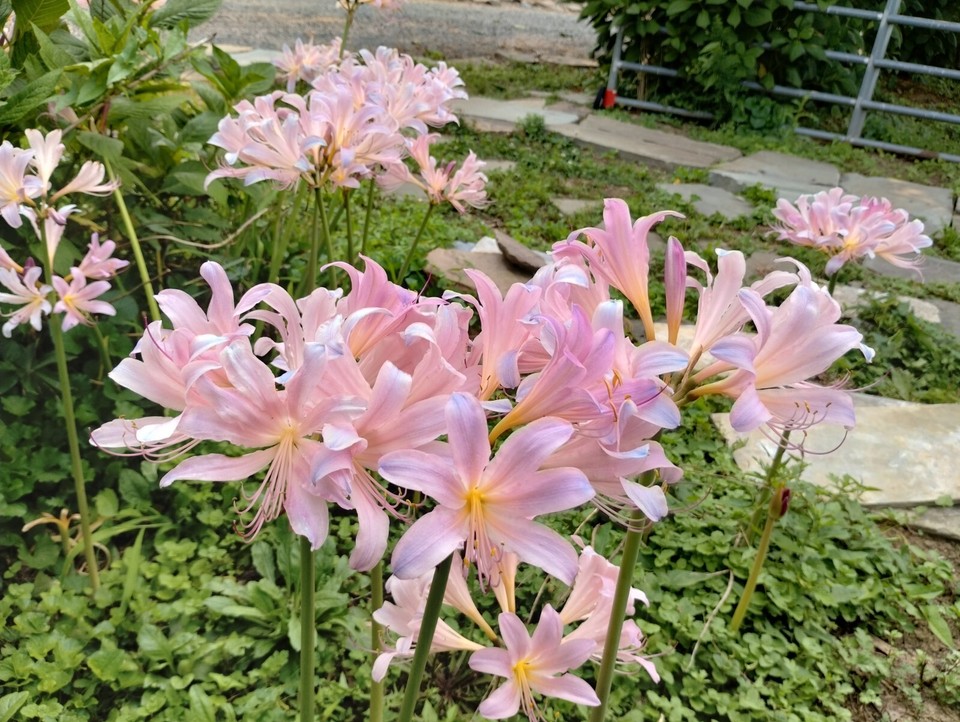 3 Lycoris Squamigera PINK SPIDER LILY! Rare Tie-Die Bulb Magic Lily ...