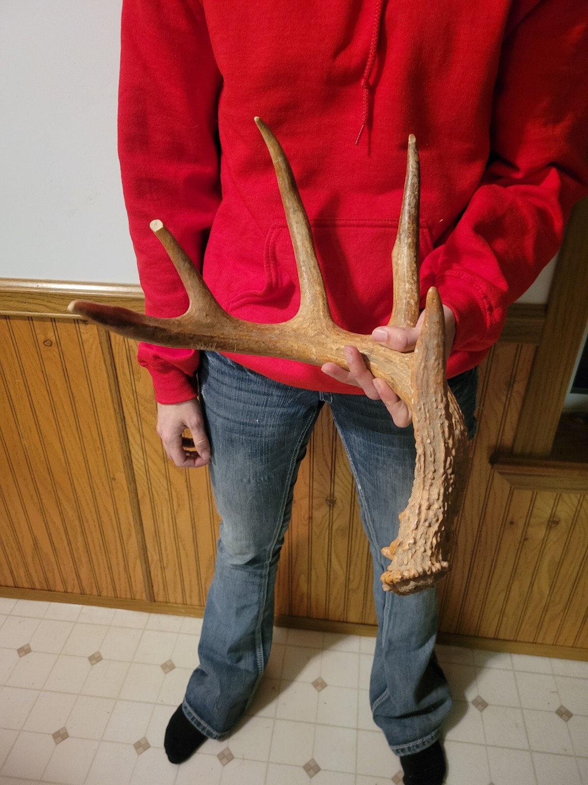 Wild Whitetail Deer Antler Shed Horn Rack Decor Craft 5 Point Typical ...