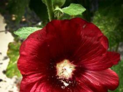 25 DARK RED HOLLYHOCK Alcea Rosea Flower Seeds Perennial *Flat S/H | eBay