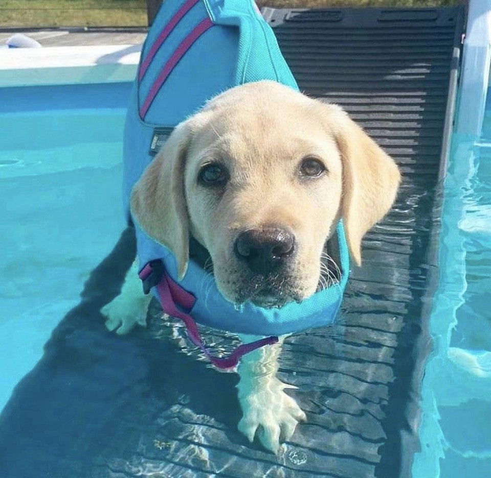 Petstep Outdoor Swimming Pool Dog Ramp Long Legs Gray Folding Multi-Use ...