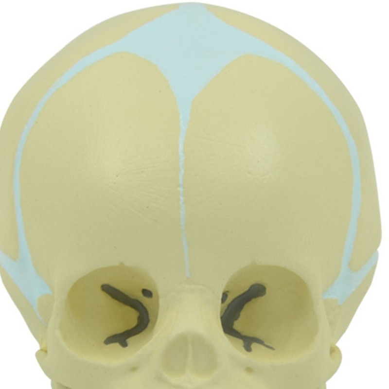 Human Skull Model Baby for Head Skull Anatomy Model with Movable Lower ...