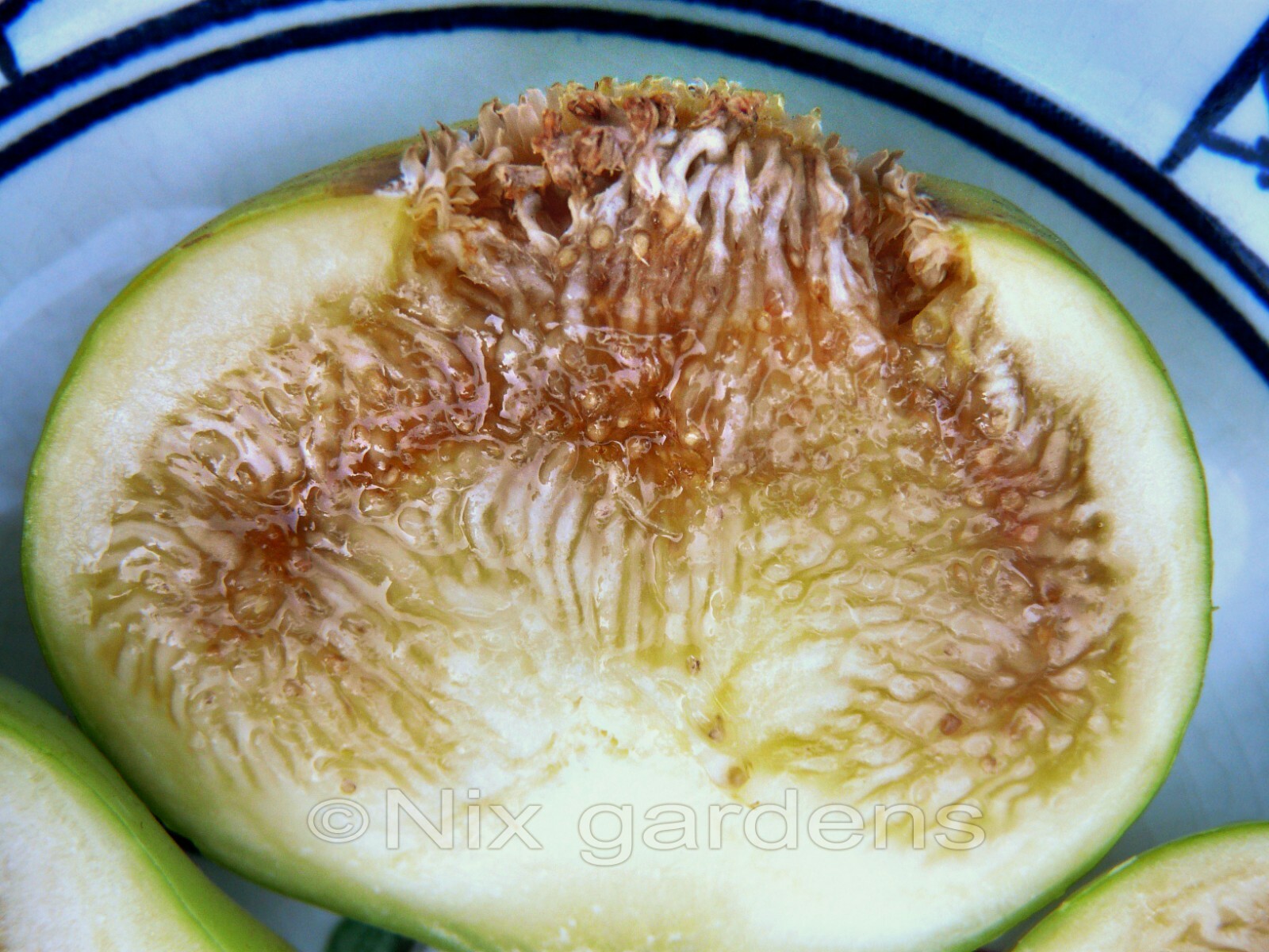 IRANIAN "KAN" WHITE-Fully Lignified Fig Tree (1x) Cutting | eBay