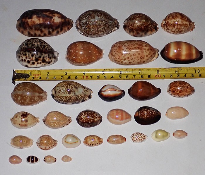 Collection 31 Asst Cypraea Seashell 31 differance type of Cowrie shells ...