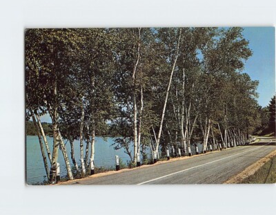 Postcard Birches line the highway along the shores of Crystal Lake ...