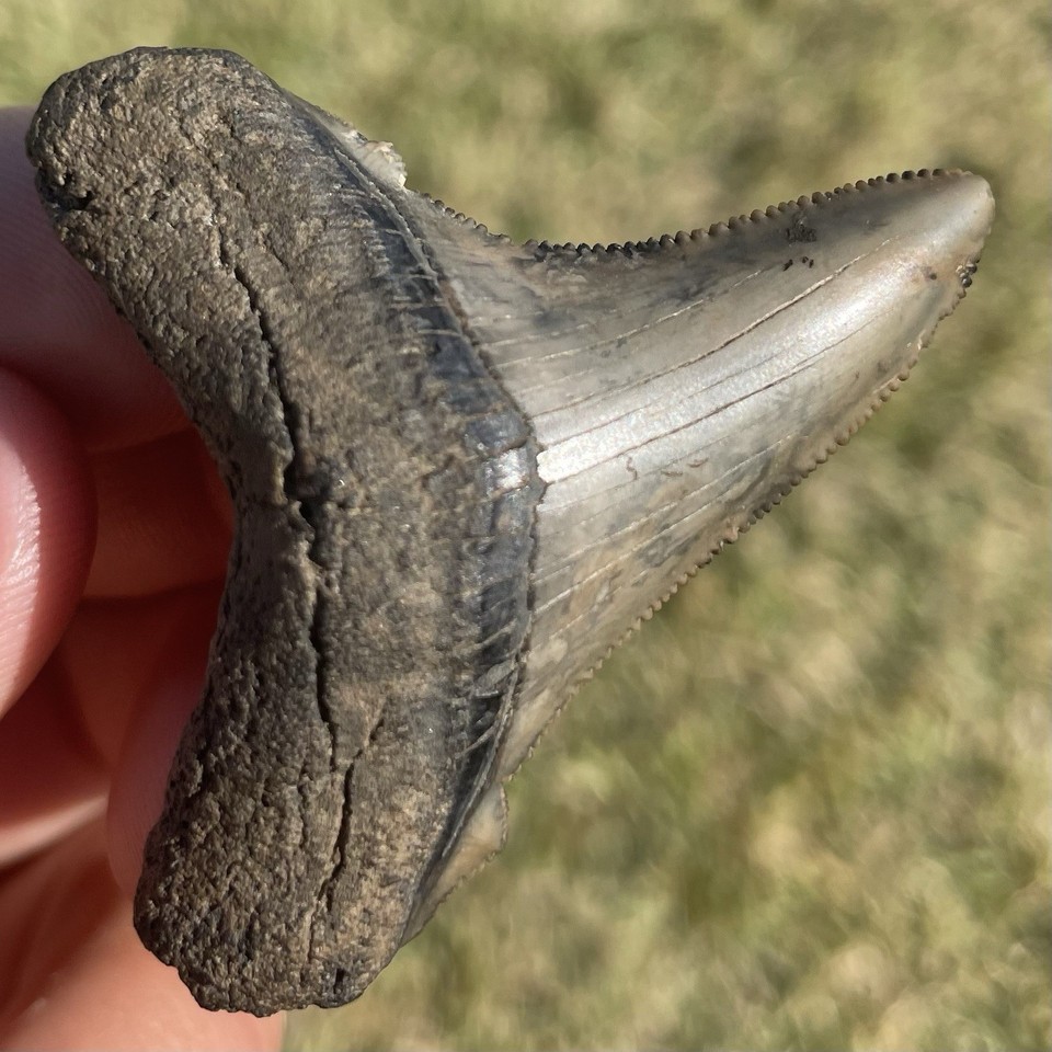 Angustidens Shark Tooth RARE Patterns Megalodon Ancestor Shark Tooth 2. ...
