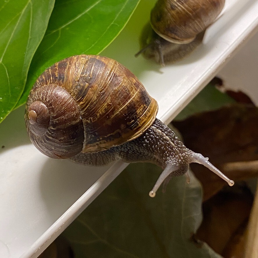Brown Garden Snails As Pets | Fasci Garden