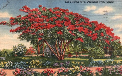 Postcard FL Colorful Royal Poinciana Tree Florida 1942 Linen Vintage PC ...