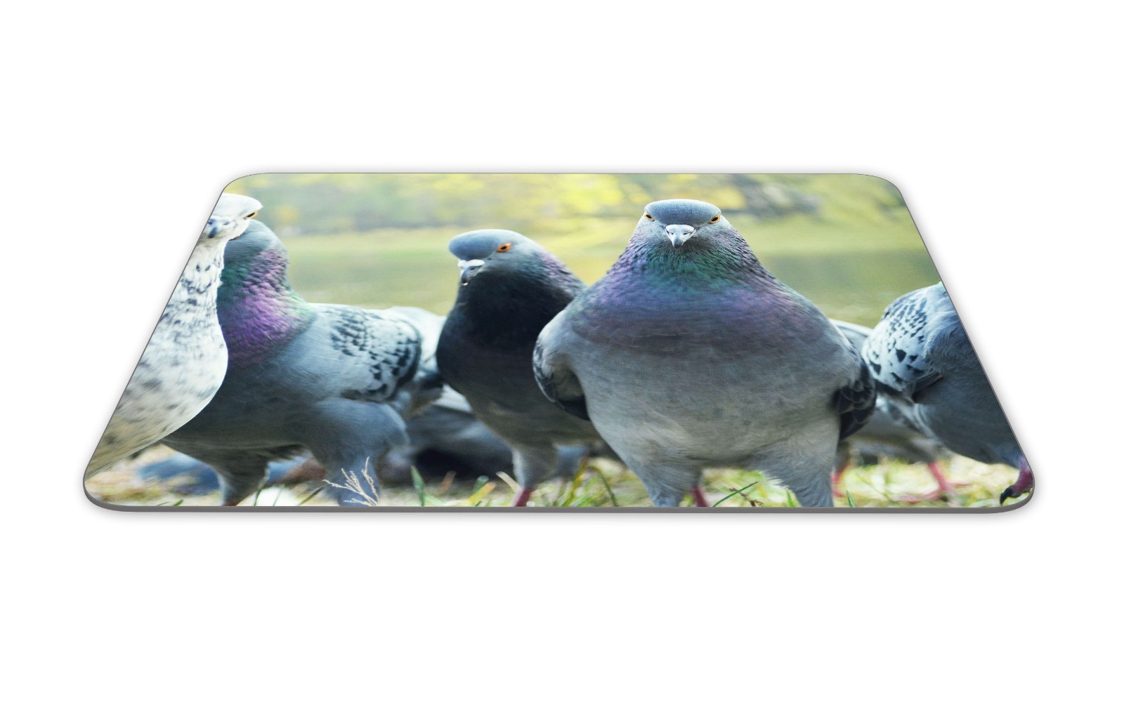 Flock Of Pigeons Homing Carrier Pigeon Mouse Mat Pad - Fun Computer ...