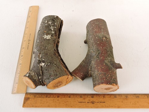2 Apple Wood Stick Log Chunk Carving Blank Craft Forked Crotch 2 1/4~2 5/16"D7"L | eBay