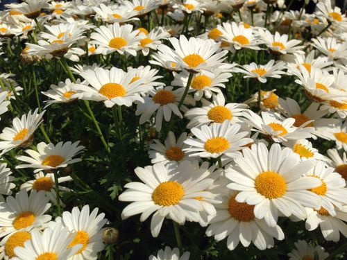 100 graines GRANDE MARGUERITE(Leucanthemum Superbum)X49 SHASTA DAISY ...