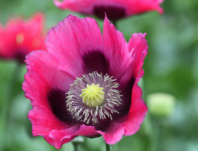 1,000 Turkish Blue Poppy Seeds P. Somniferum -Large Blooms BUY ONE GET ...