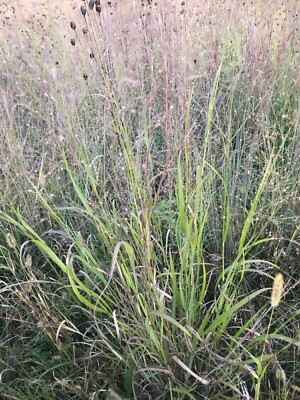 Switchgrass - Cave-in-Rock - Native - 1/4 Acre Bag - Deer and Upland ...