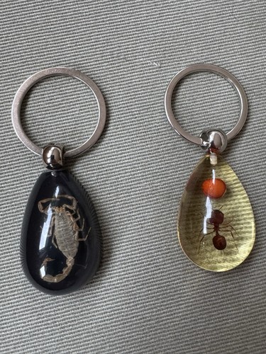 Pair of IVR Resin Plastic Real Insect Bug Key Chains - Large Ant and ...