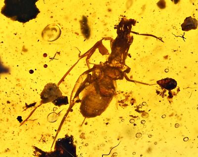 Schizomida (Short-Tailed Whip Scorpion), Fossil Inclusion in Burmese ...