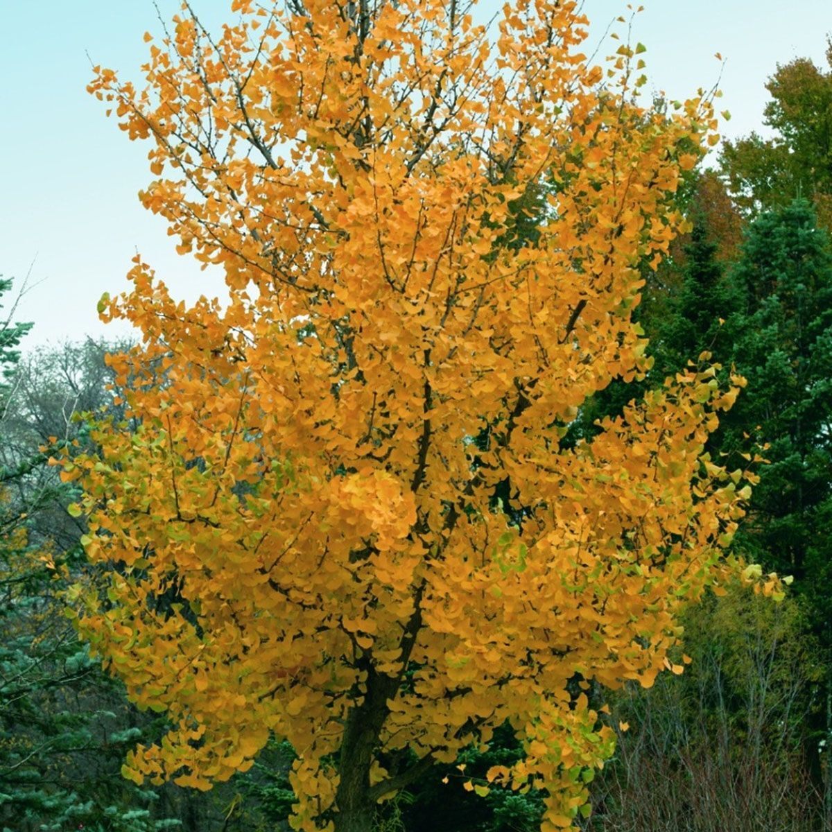 Ginkgo Tree Quotes