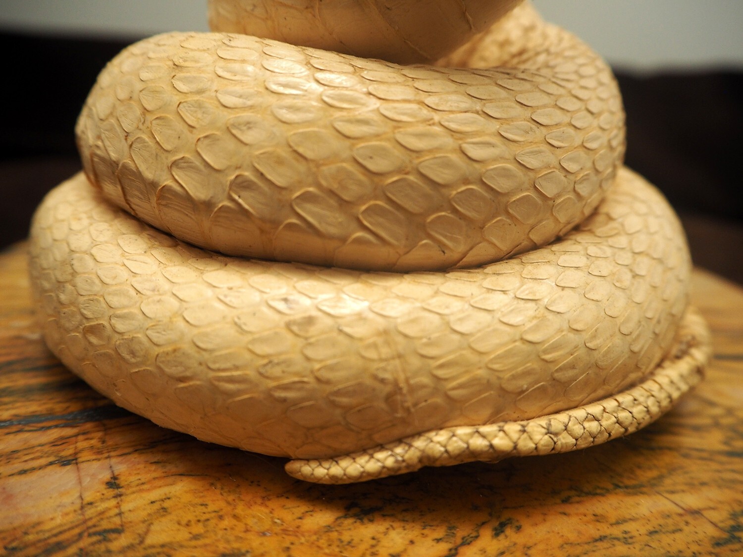 Taxidermy Huge, Fat Thai Cobra 17.25" Tall/ 62" Long White Cobra Snake ...