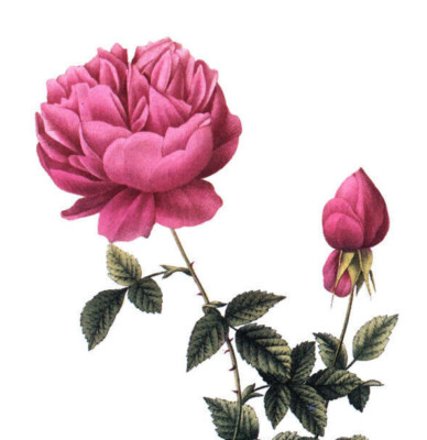 1990 Vintage Print Rose Flower Rosa Indica Automnalis Floral Decor ...