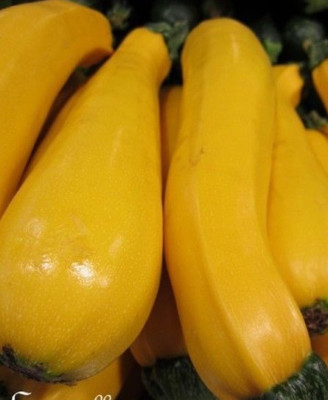 COURGETTE 'Jaune Parador' -Cucurbita pepo ♫ Graines ♫ Plte Potagère ...