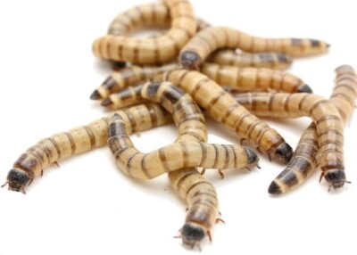 Live Superworm Reptile Feeders Food - Alive Superworm Lizard Megaworm ...