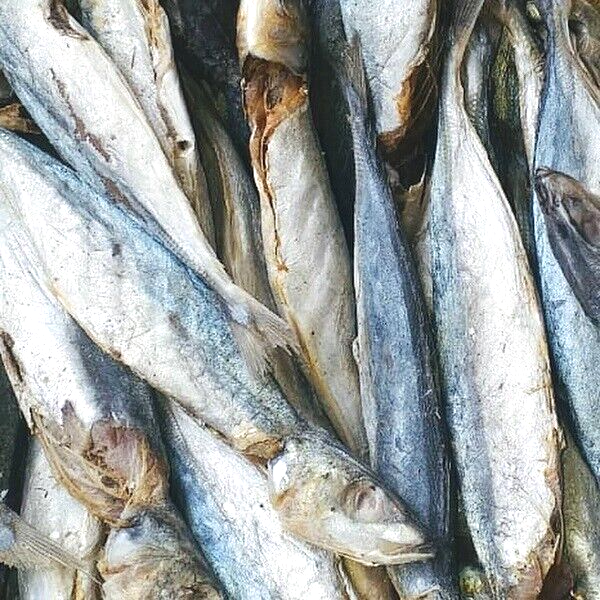 Sun Dried Linna Mackerel Fish Ceylon Sea Food Chemical Free 100% Pure ...