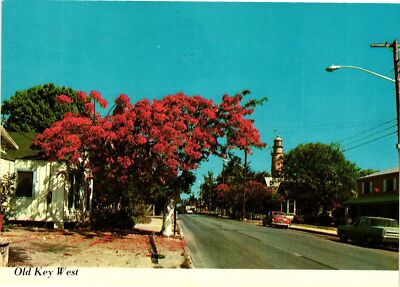 Vintage Postcard 4x6- ROYAL POINCIANAS, WHITEHEAD STREET, KEY WEST, FL ...