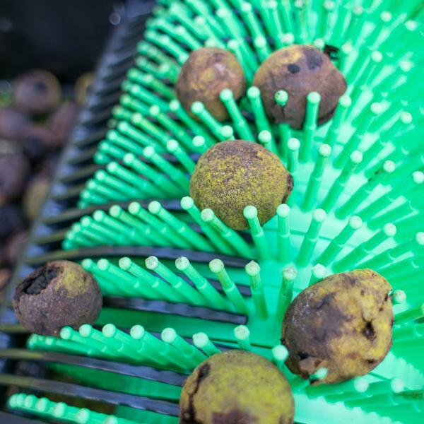 Bag-A-Nut Black Walnut Harvester - 18" Push Nut Picker Upper | eBay