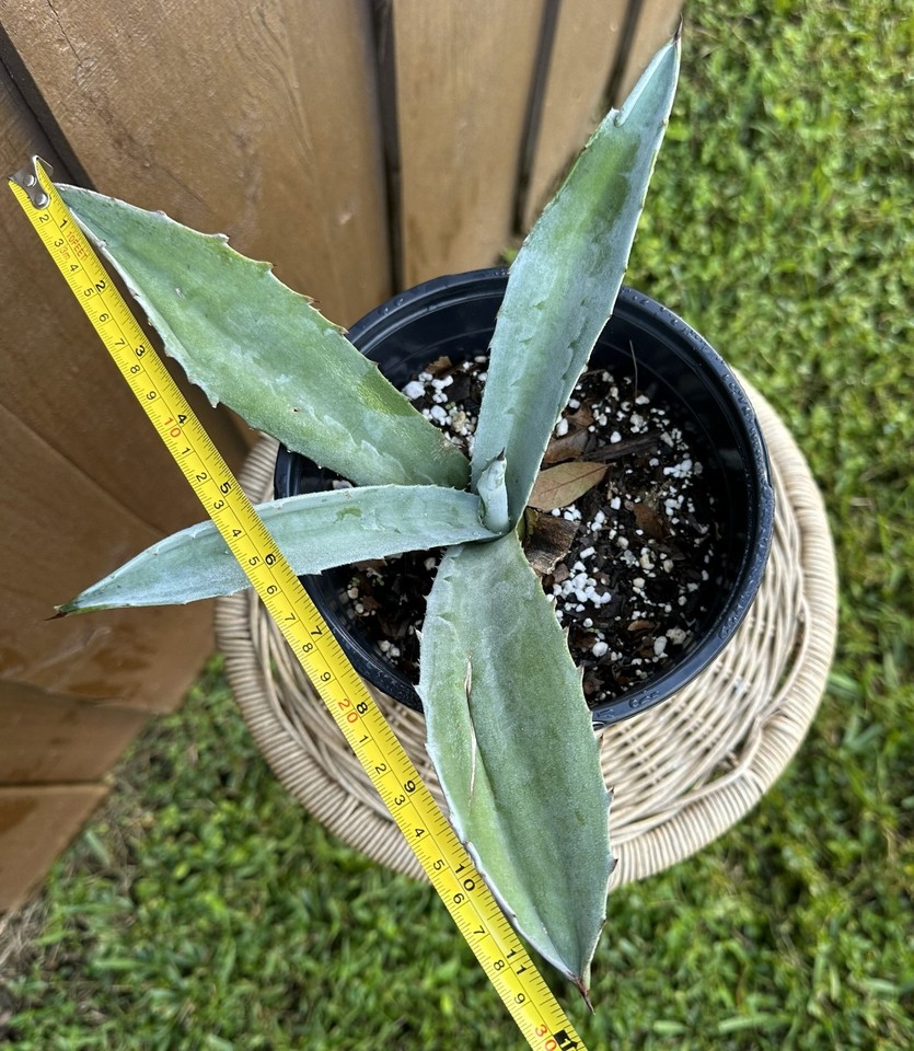 Blue Agave (Agave tequilana) – Tequila Agave or Weber Azul | eBay